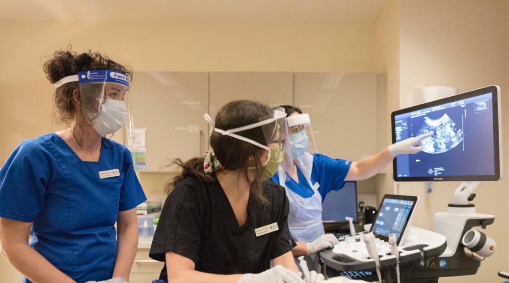 The Role Of A Sonographer Cave Vets News The Role Of A Sonographer Cave Vets News