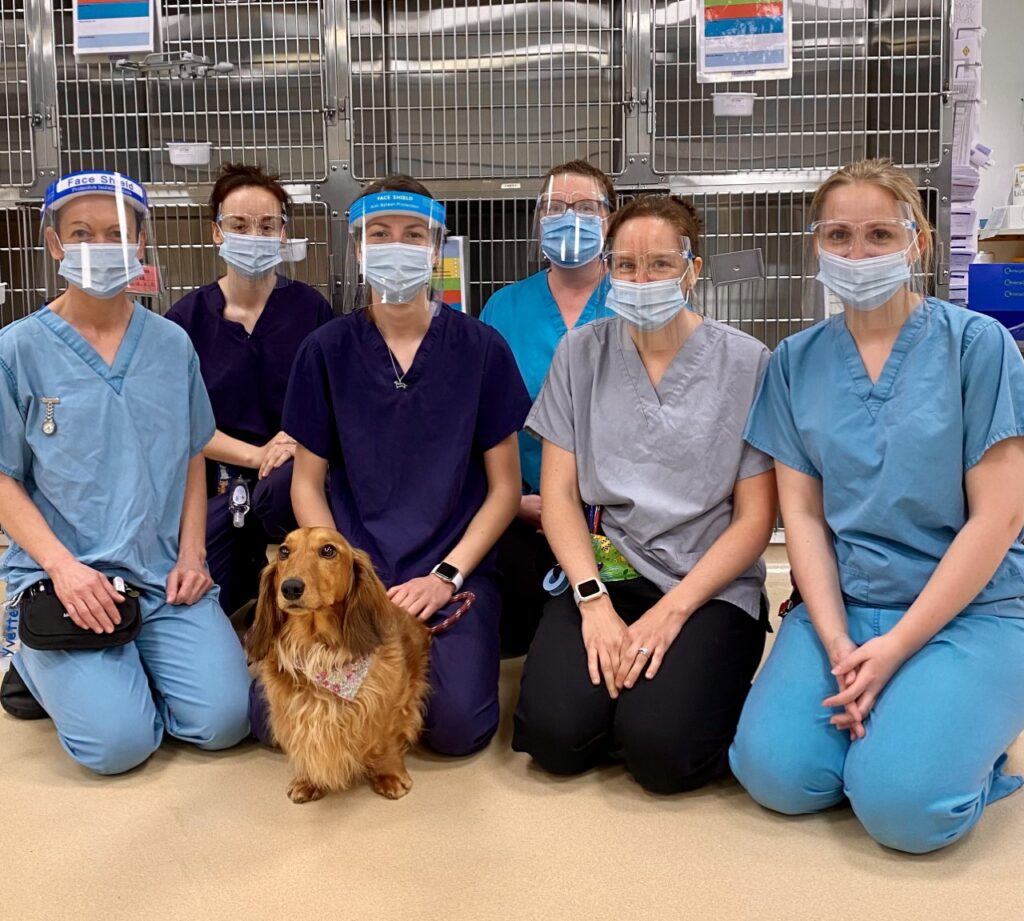 VNAM 2021 - Meet Our Ward Nurses | Cave Vets News