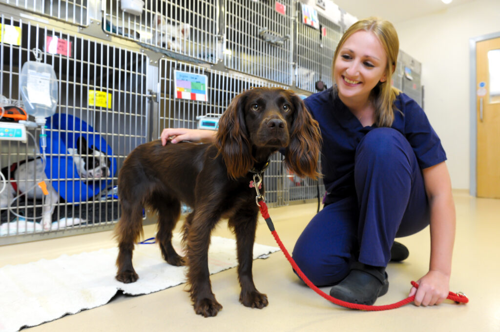 Veterinary Nurse Awareness Month | Cave Vets News