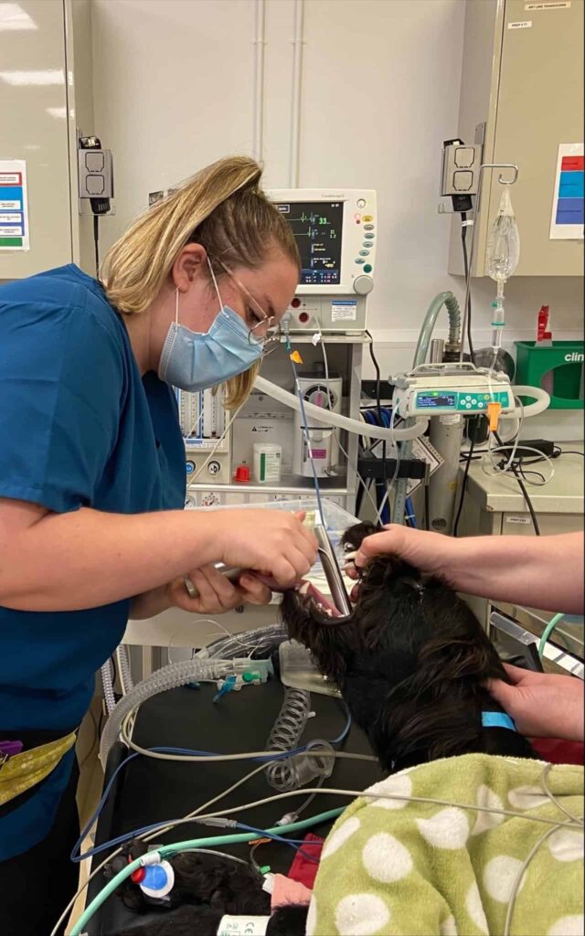 Nurse Development | Cave Vets News
