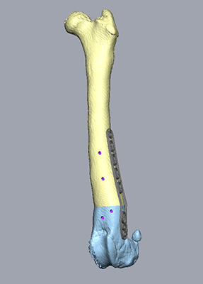 Complex Surgery Cures Limb Deformity | Cave Vets News